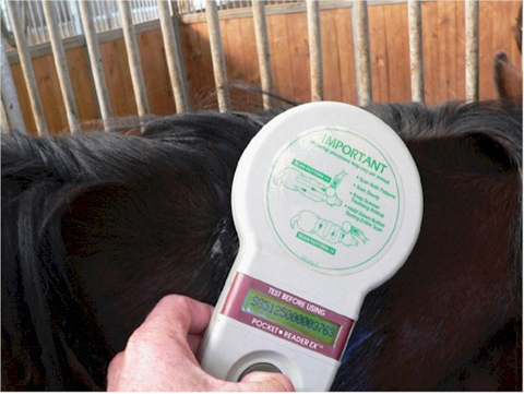 Horse Microchips – Richard Beal