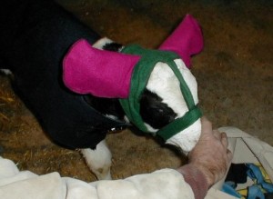 Calf Ear Muffs – Yes, Really – Richard Beal