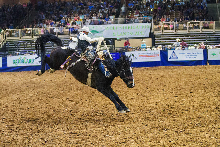 The Differences Between Bareback and Saddle Bronc Riding – Richard Beal